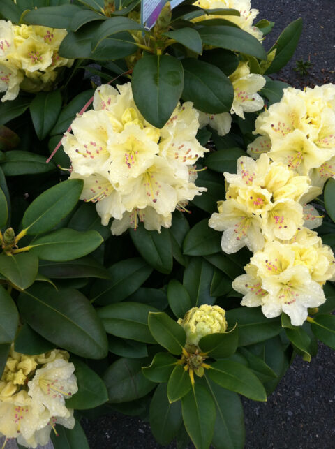 Nursery | Hart Farm Nursery & Garden Center