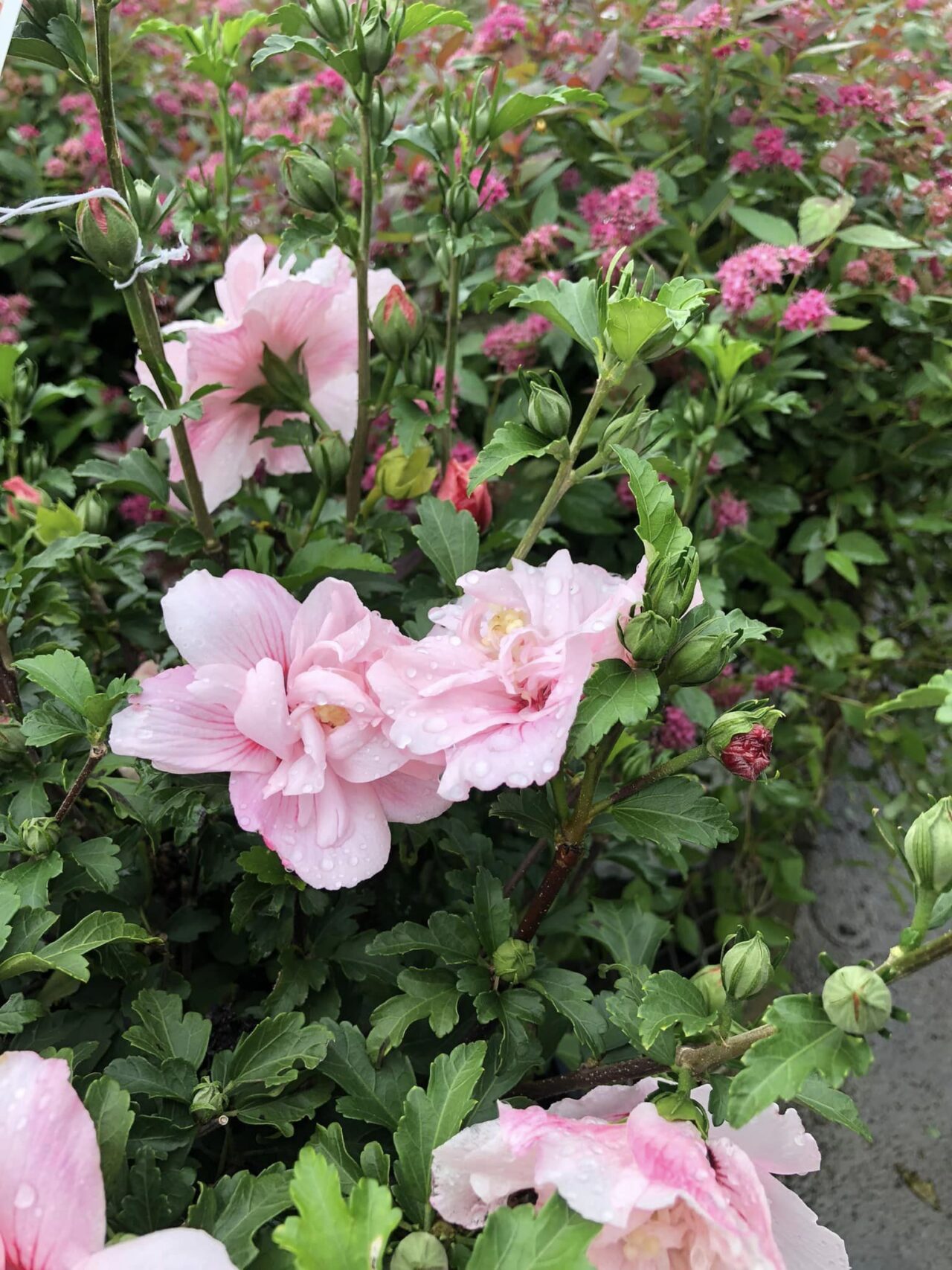 Nursery | Hart Farm Nursery & Garden Center