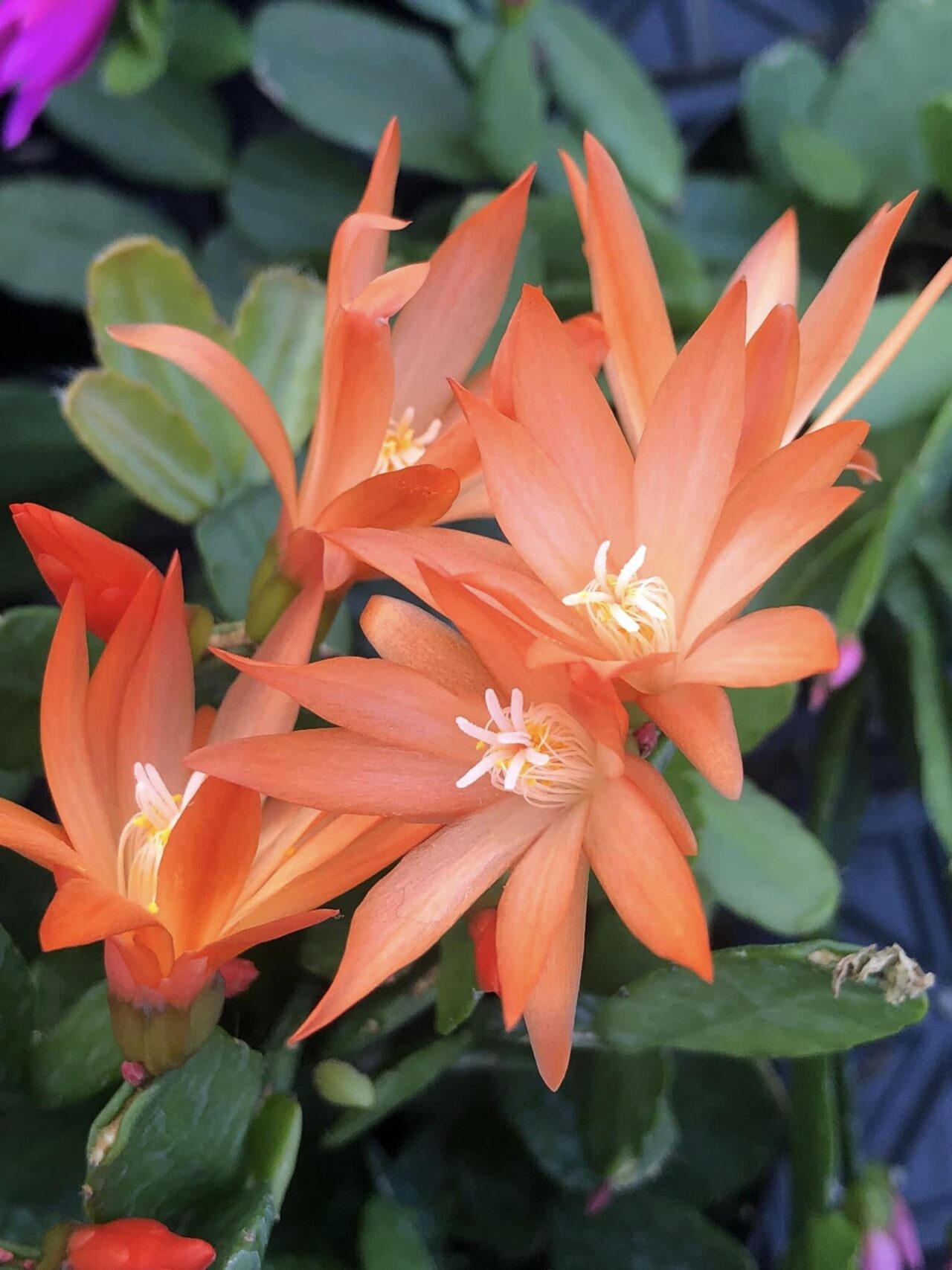 Hart Farm Nursery & Garden Center | Dennis Port, Cape Cod