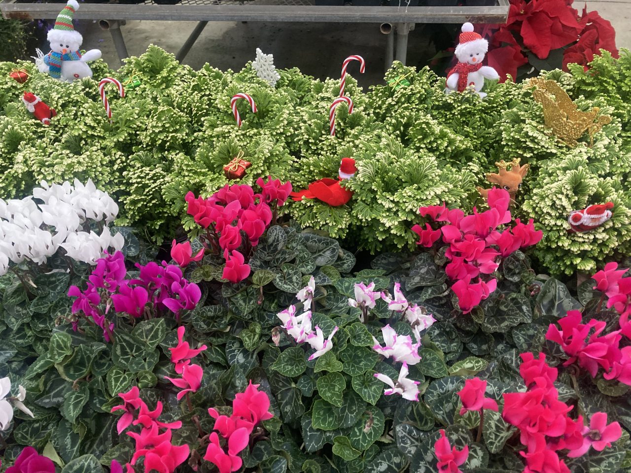 Hart Farm Nursery & Garden Center | Dennis Port, Cape Cod