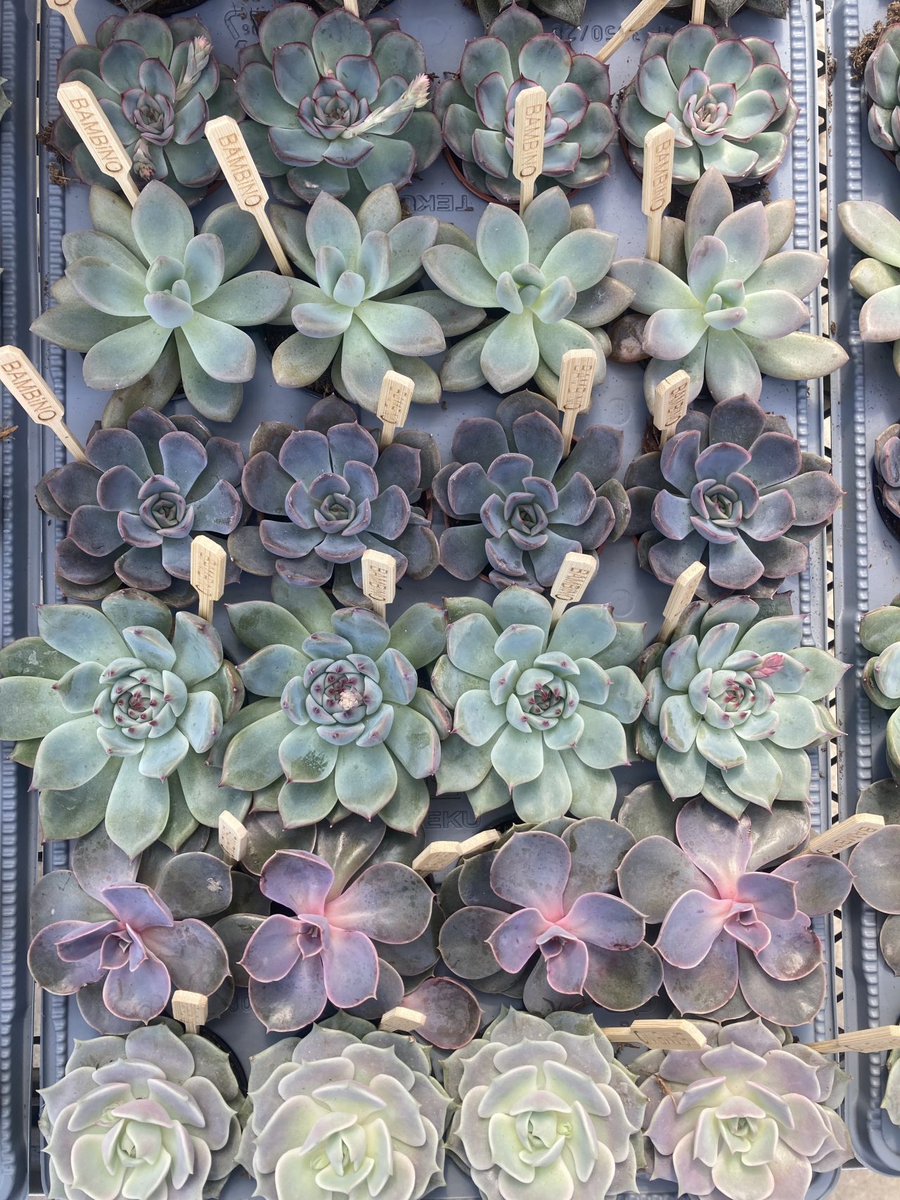 Hart Farm Nursery & Garden Center | Dennis Port, Cape Cod