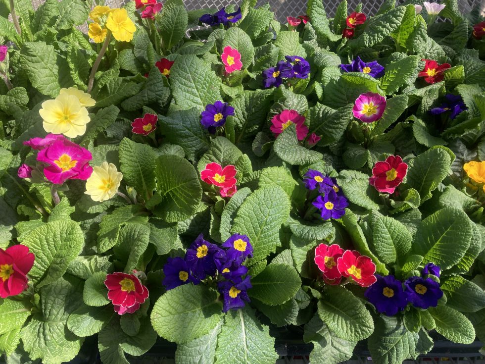 Hart Farm Nursery & Garden Center | Dennis Port, Cape Cod