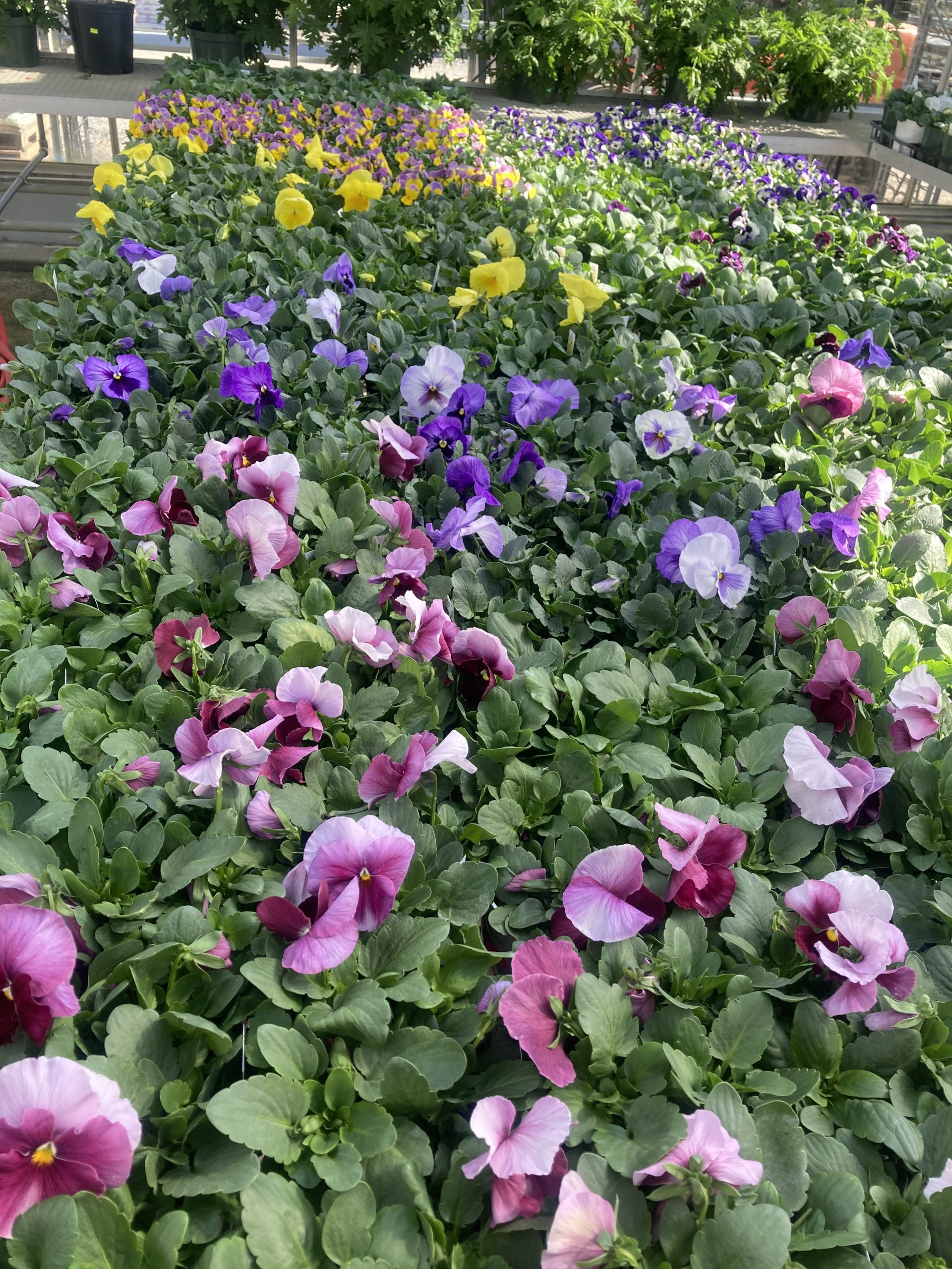 Hart Farm Nursery & Garden Center | Dennis Port, Cape Cod
