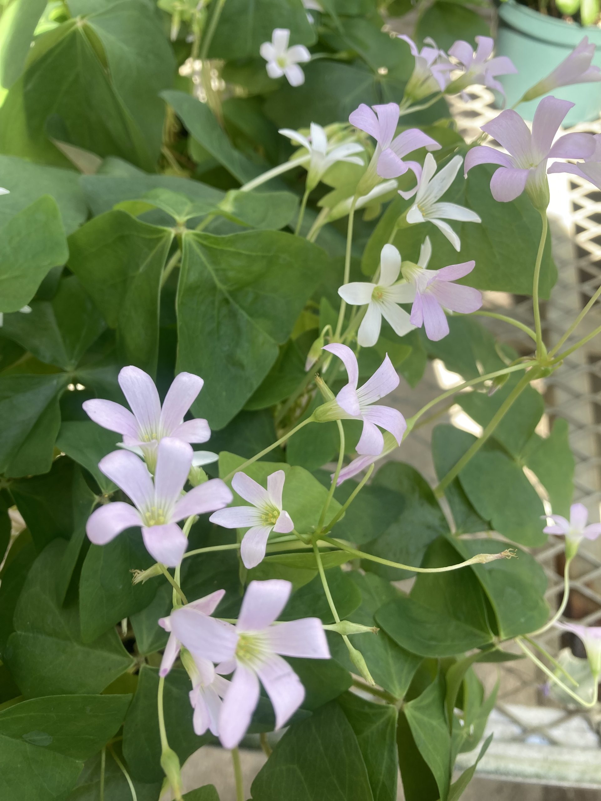 Hart Farm Nursery & Garden Center | Dennis Port, Cape Cod